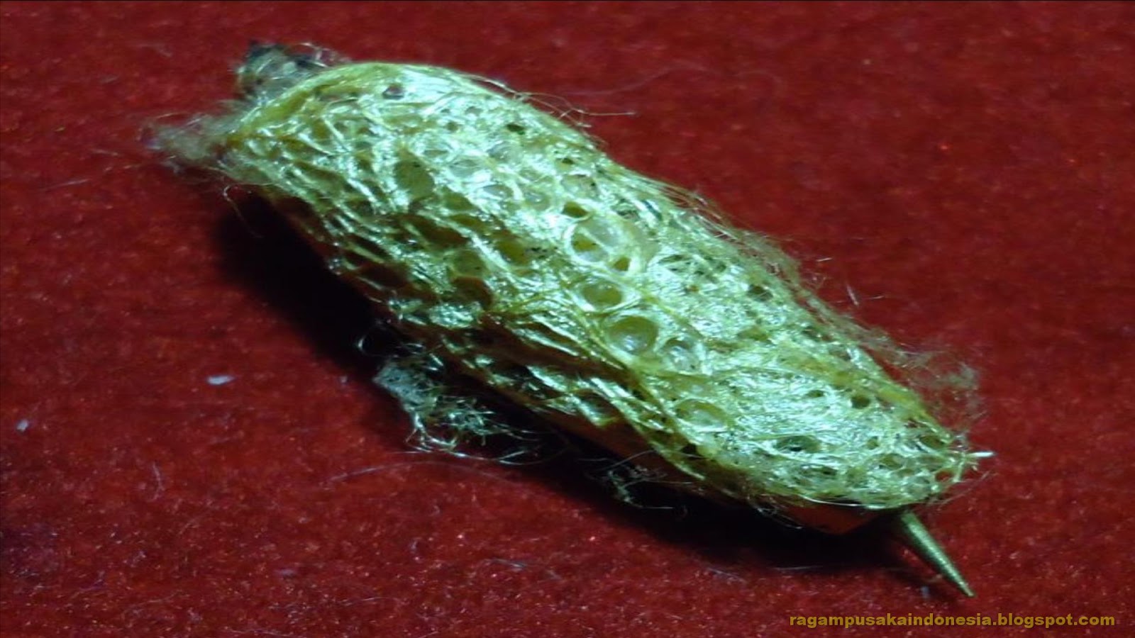 RAGAM PUSAKA INDONESIA: Wesi Kuning Asli Mustika Kekebalan dari Alam