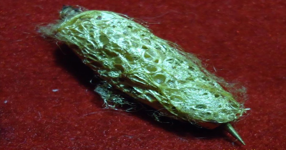 RAGAM PUSAKA INDONESIA: Wesi Kuning Asli Mustika Kekebalan dari Alam