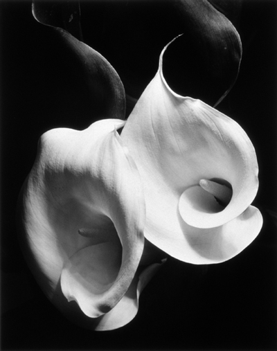 Photos by Tim: Imogen Cunningham - Still life research