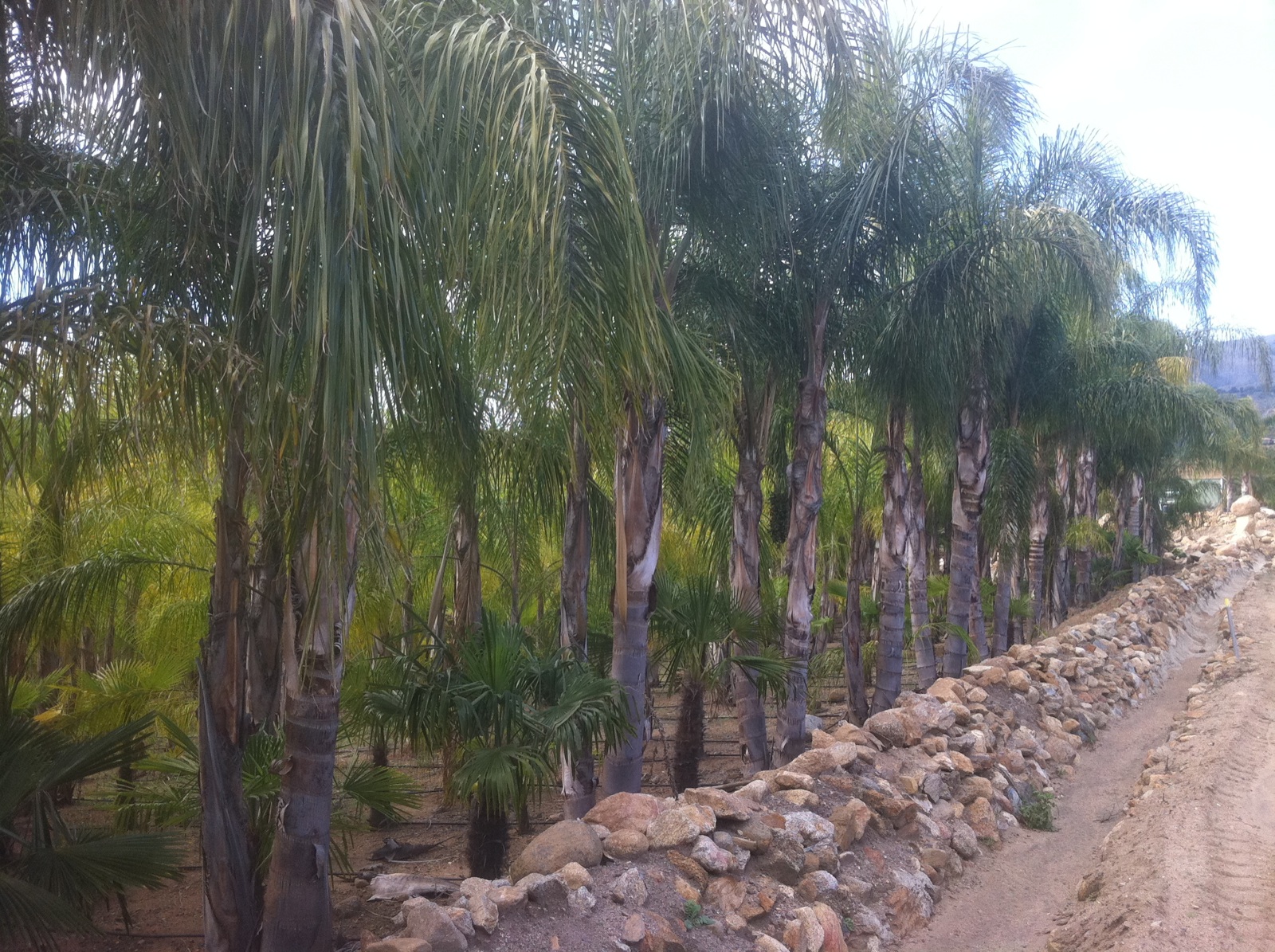 Gregory Palm Farms : Multiple trunk Queen palm Specimens! 714-814-8525 ...