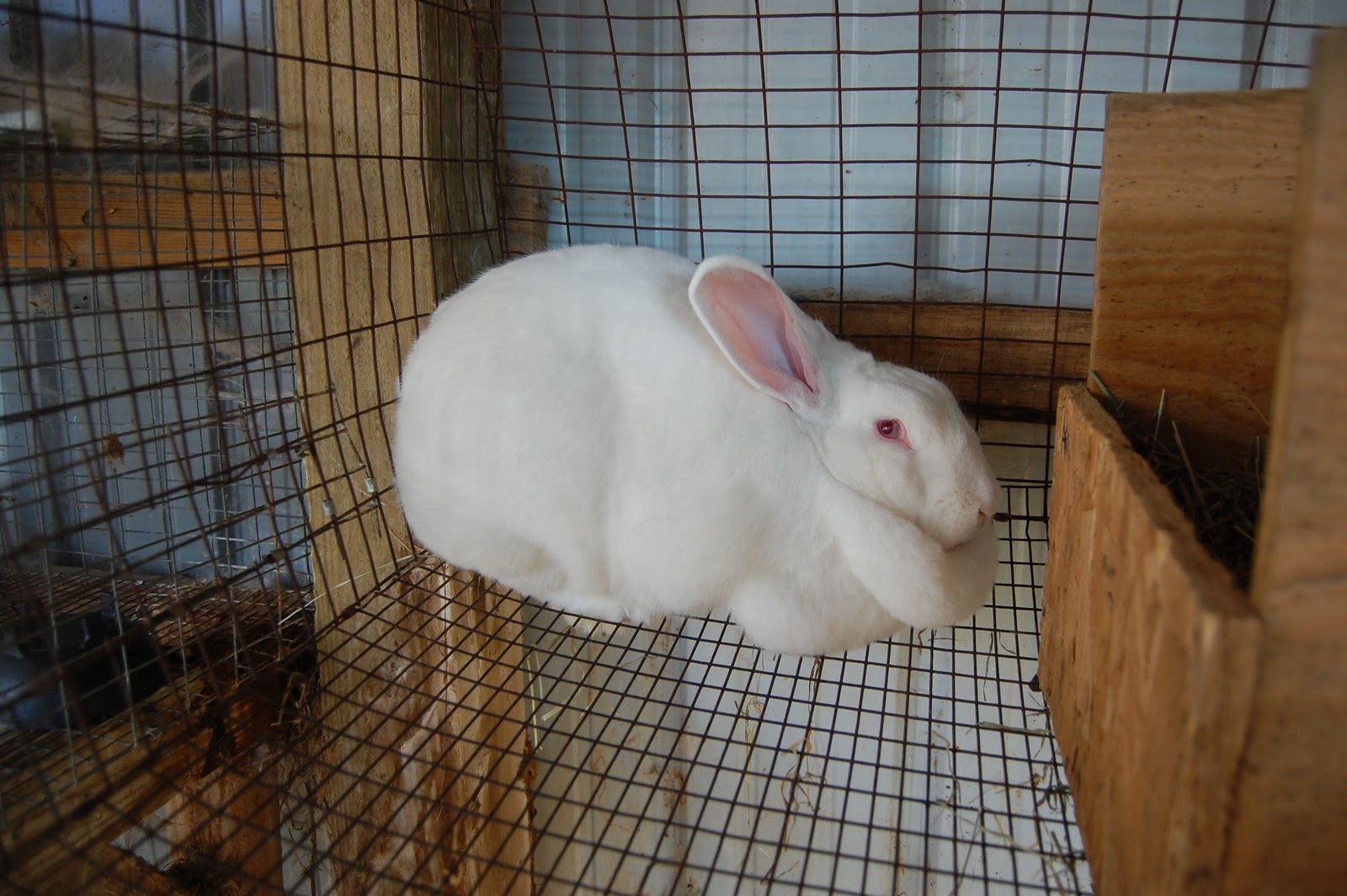 My Life as a Ranch Girl: Rabbits