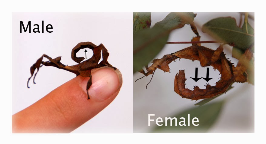 Moving Stix: How to tell the difference between male and female Spiny ...