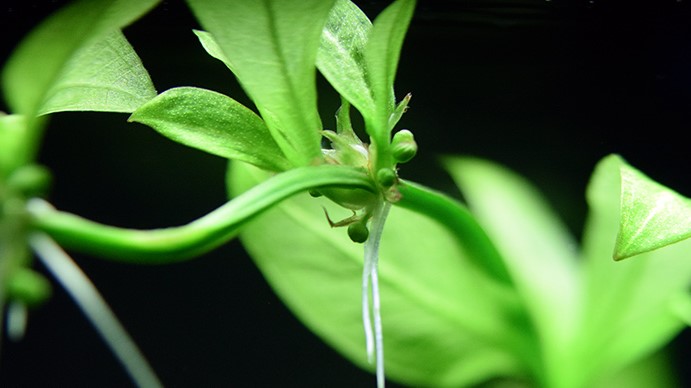 mengenal amazon sword