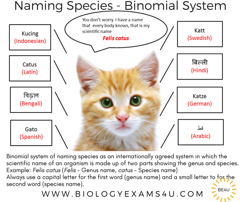 IGCSE Biology Revision Notes Binomial System Concept And Use Of A