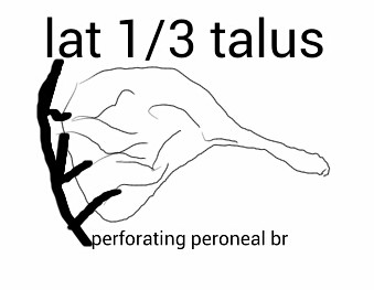 BLOOD SUPPLY OF TALUS - DNB Orthopaedics MS Orthopedics MRCS Exam GUIDE ...