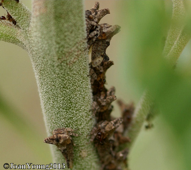 South African Photographs: Treehopper (Anchon nodicornis) family ...