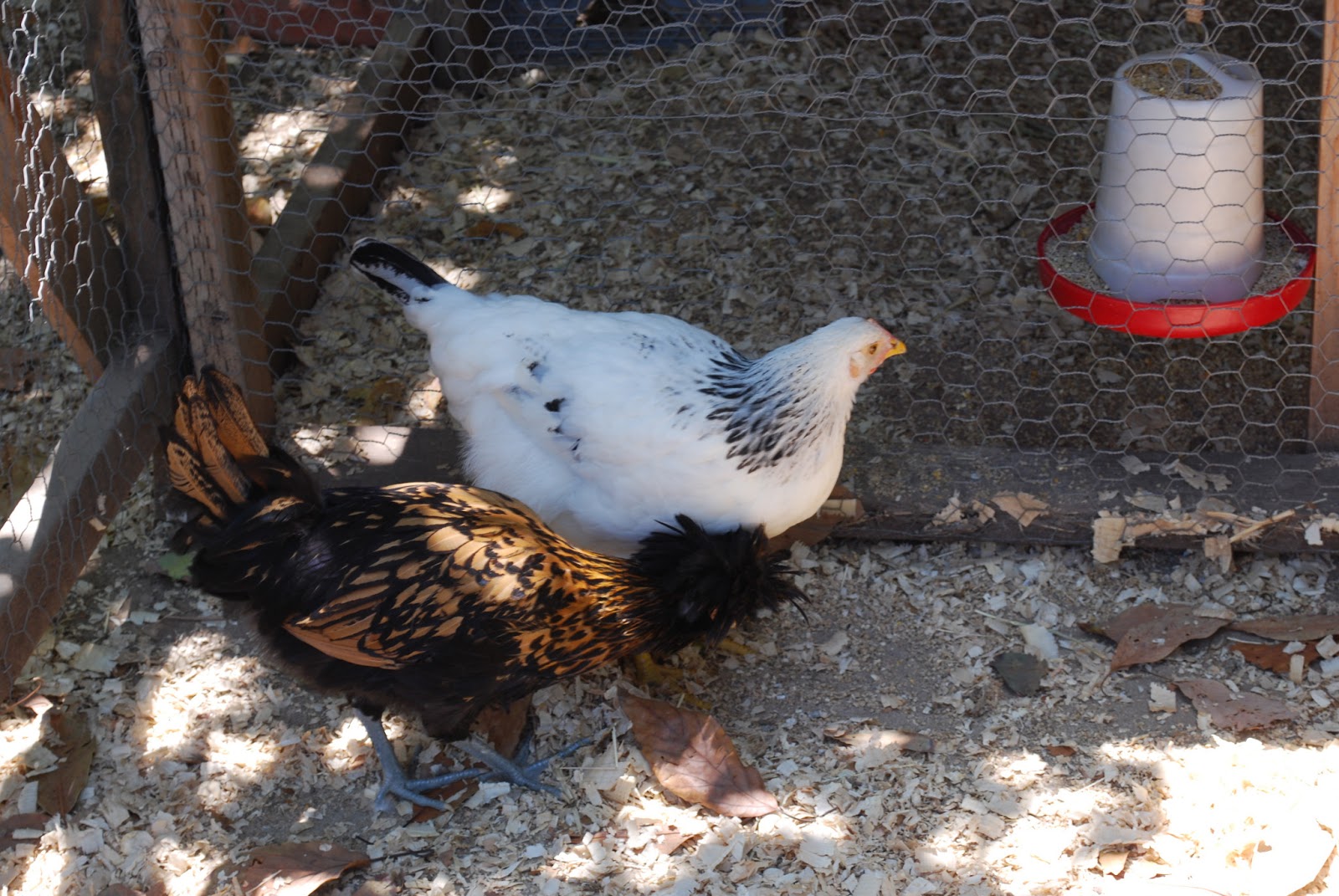 Simplify: Chicken Chatter