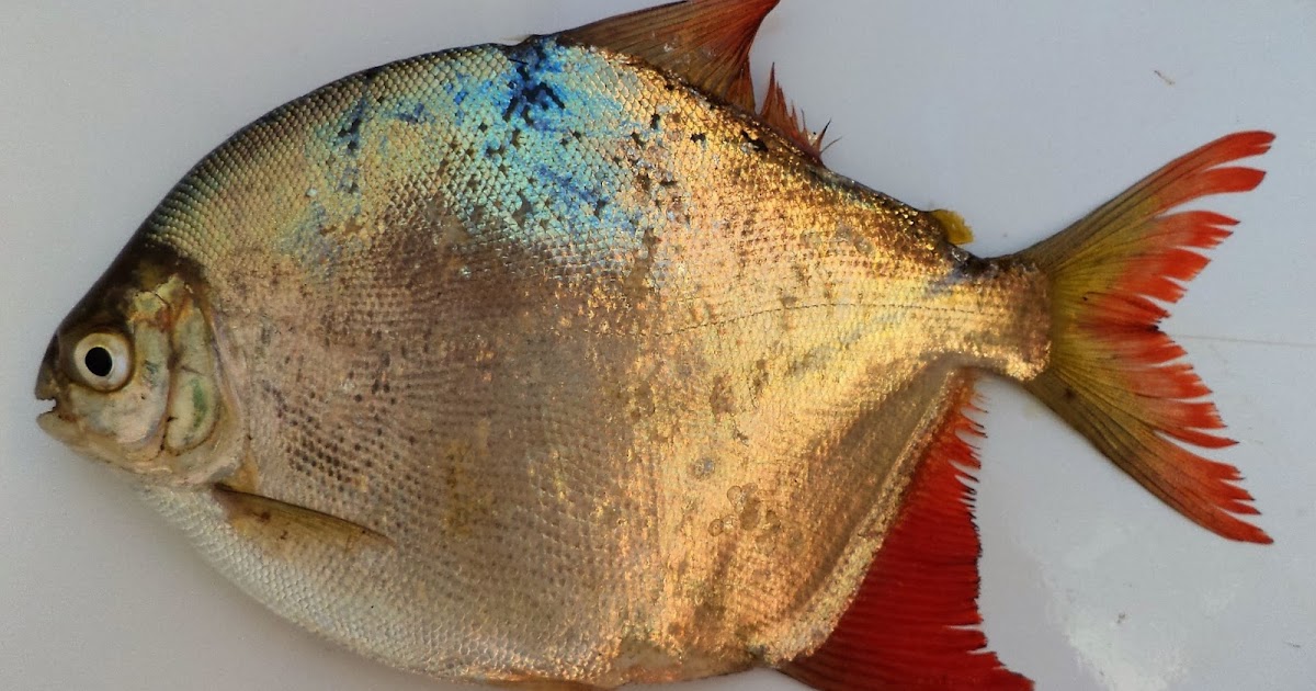 PEIXESCONSULTORIA: Myleus micans