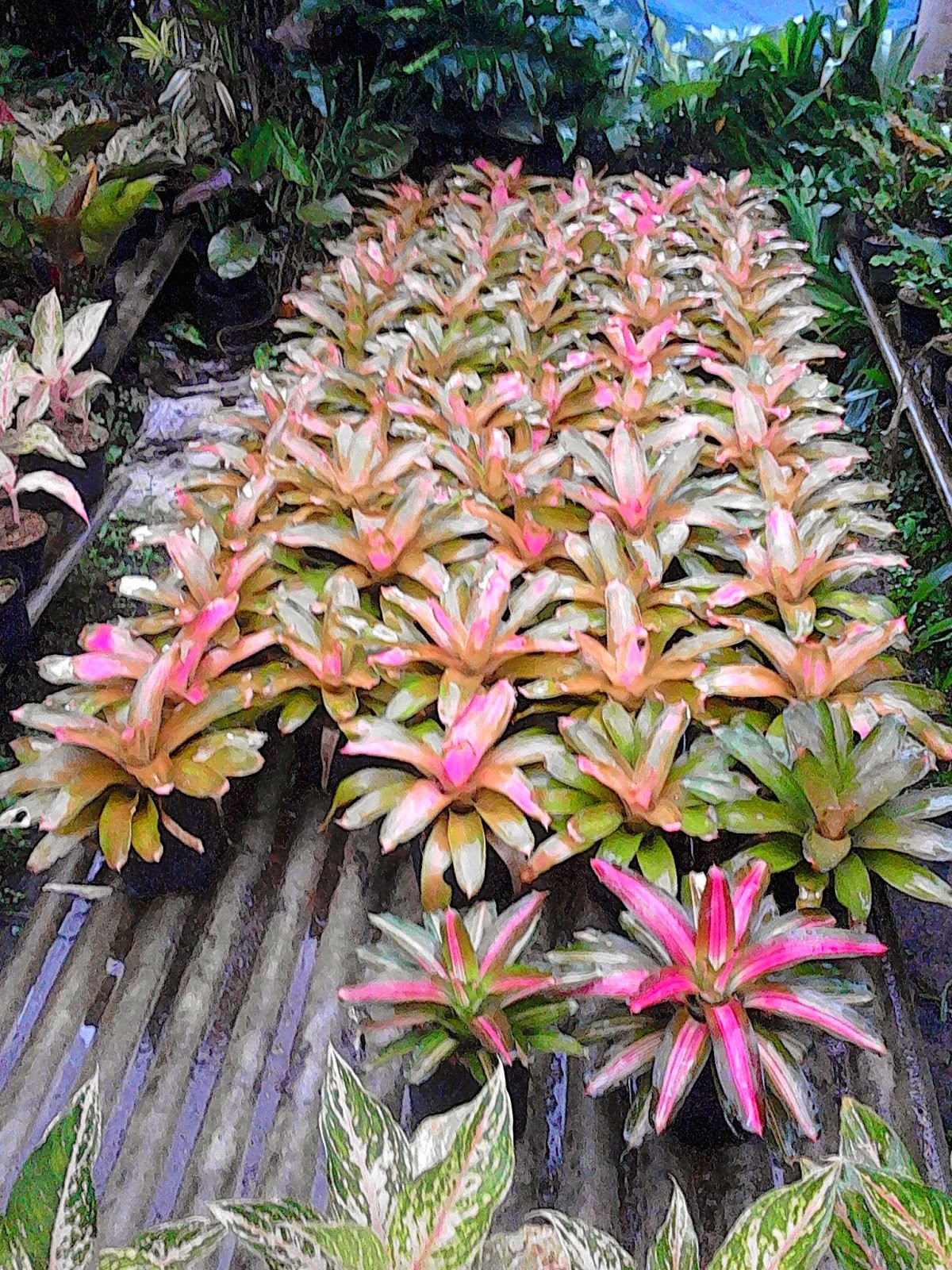 JUAL BROMELIA | BROMELIA GIANT | BROMELIA VARIEGATA | BROMELIA PINK ...