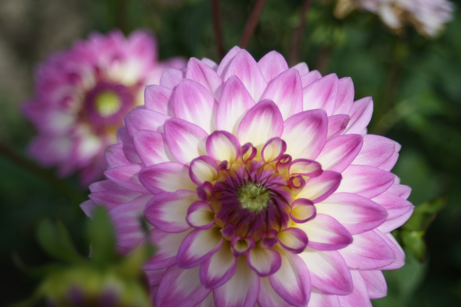 Debbie's Delectable Delights