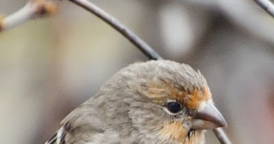 Prairie Nature: Red and Orange House Finches in Regina Backyard