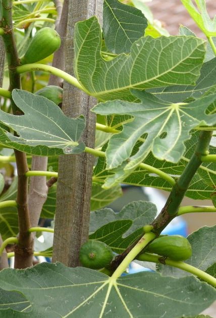 The Food Garden Group Blog: This fig is a weed
