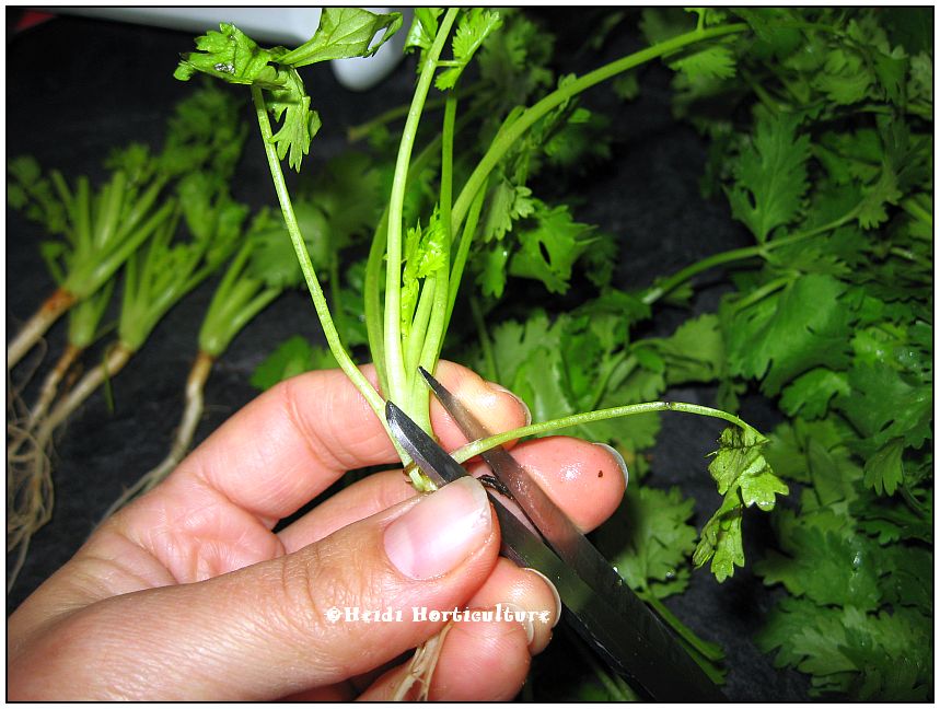 Heidi Horticulture: Cilantro (Coriander) from grocer....planted on.