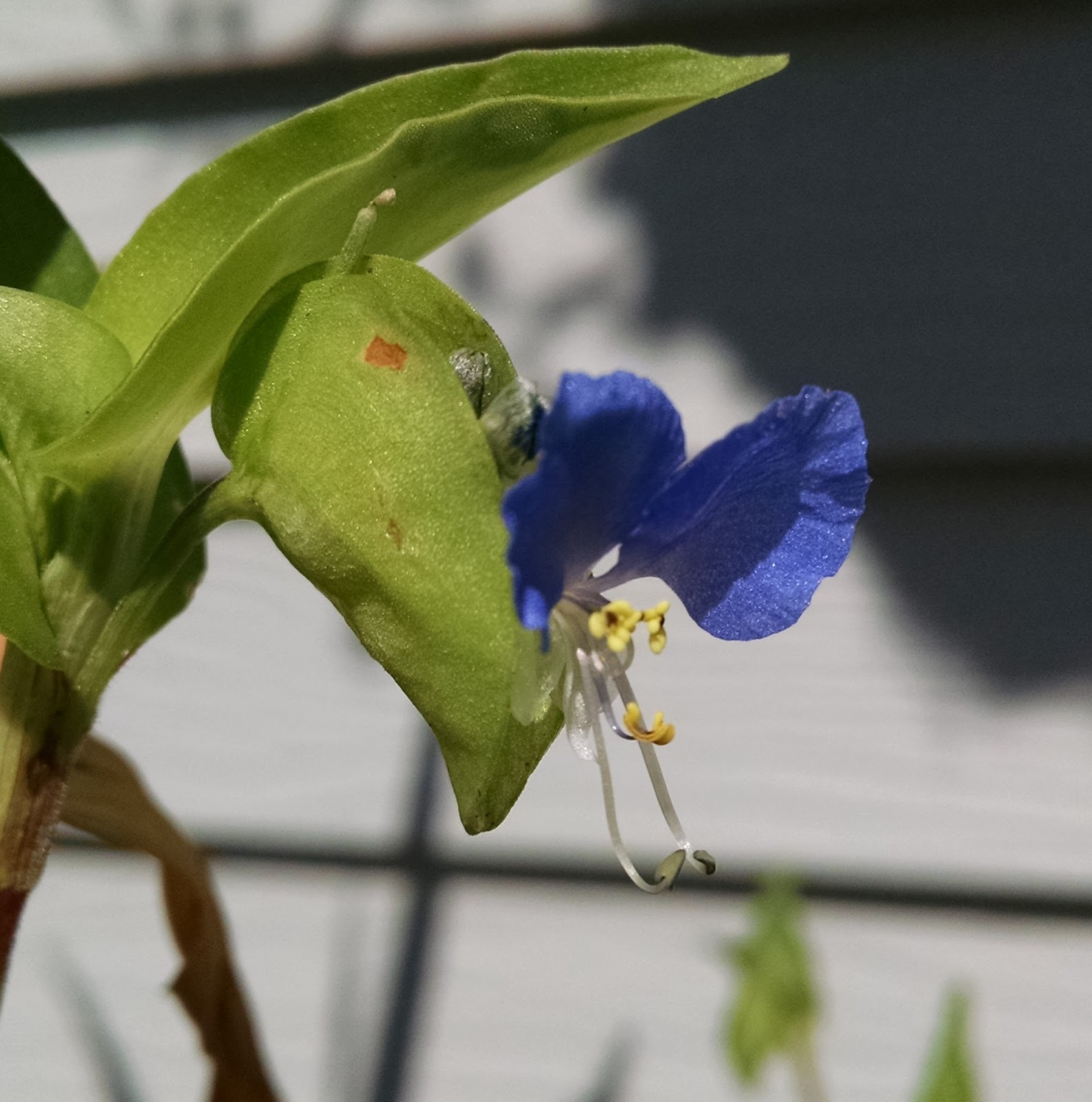 Asiatic Dayflower - Rachael Koppendrayer