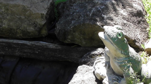 Reflections from Crumbly Acres: The snake and the goldfish pond.