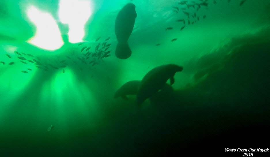 Views From Our Kayak: Hospital Hole (Weekie Wachee River)