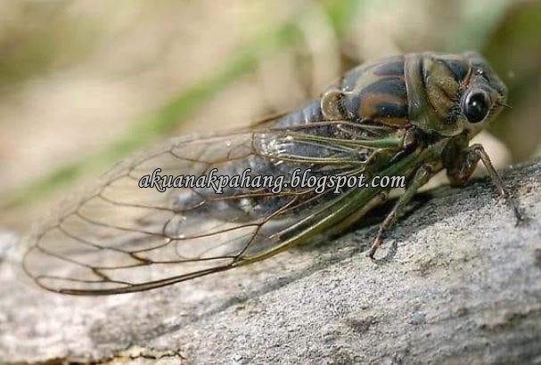 SERANGGA RIANG-RIANG RERIANG CICADAS | AKU ANAK PAHANG