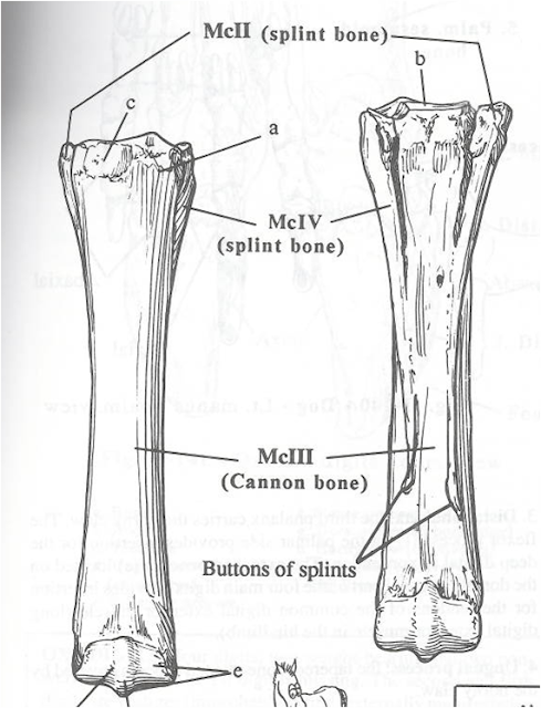 Merrily's Animal Science Journal: Notes from Veterinary Medical Terminology