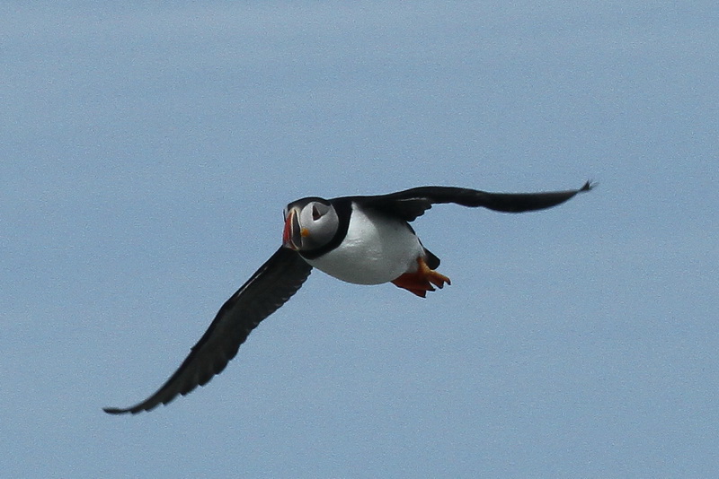 Tails of Birding: Puffins on the Wing