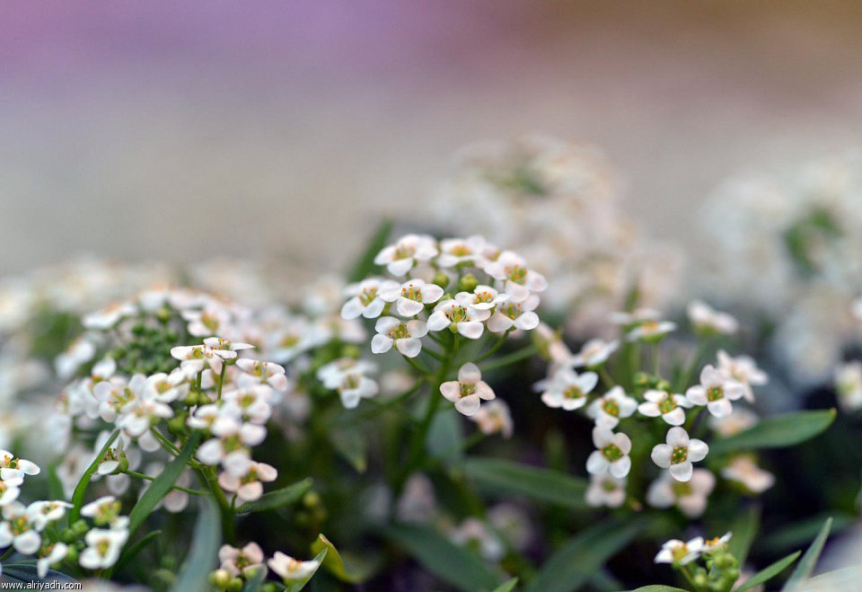 مهرجان ربيع الرياض بالمملكة العربية السعودية