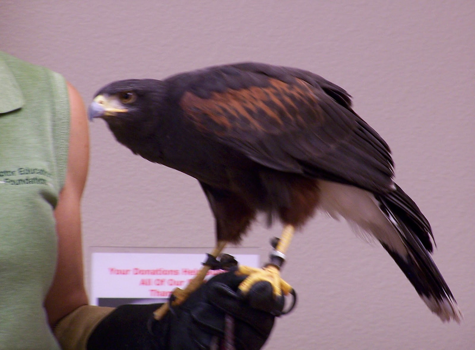 The Natural World: Harris Hawk at the Dinosaur Hotel!