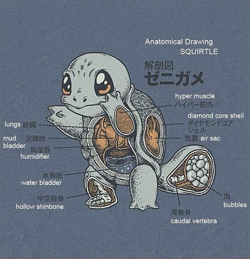 Pokénatomy : r/gaming