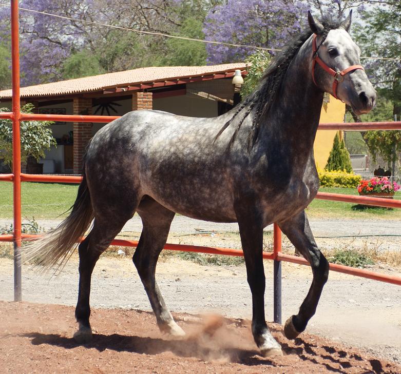Caballos Núñez de Santa Rosa: Moro azteca en venta...