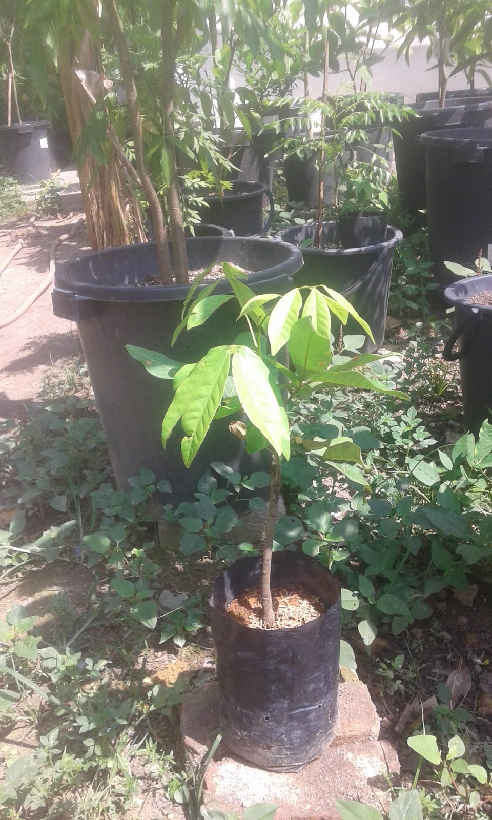Hang Kebun: RAMBUTAN ANAK SEKOLAH