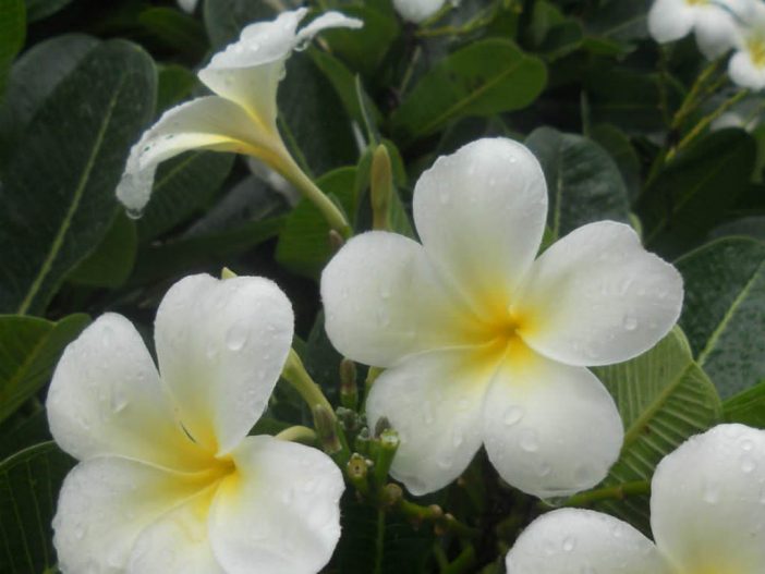 Halamang Gamot para sa Hika o Asthma