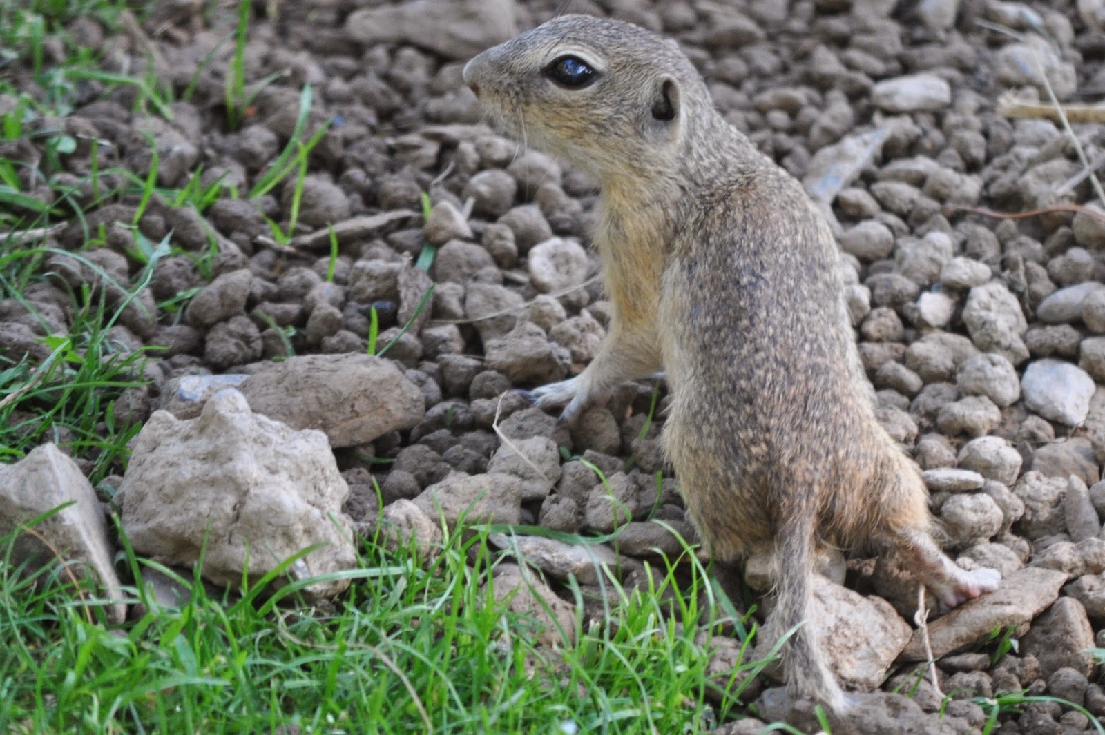ZOOTOGRAFIANDO (6.100 ANIMALS): SUSLIK EUROPEO / EUROPEAN SOUSLIK ...