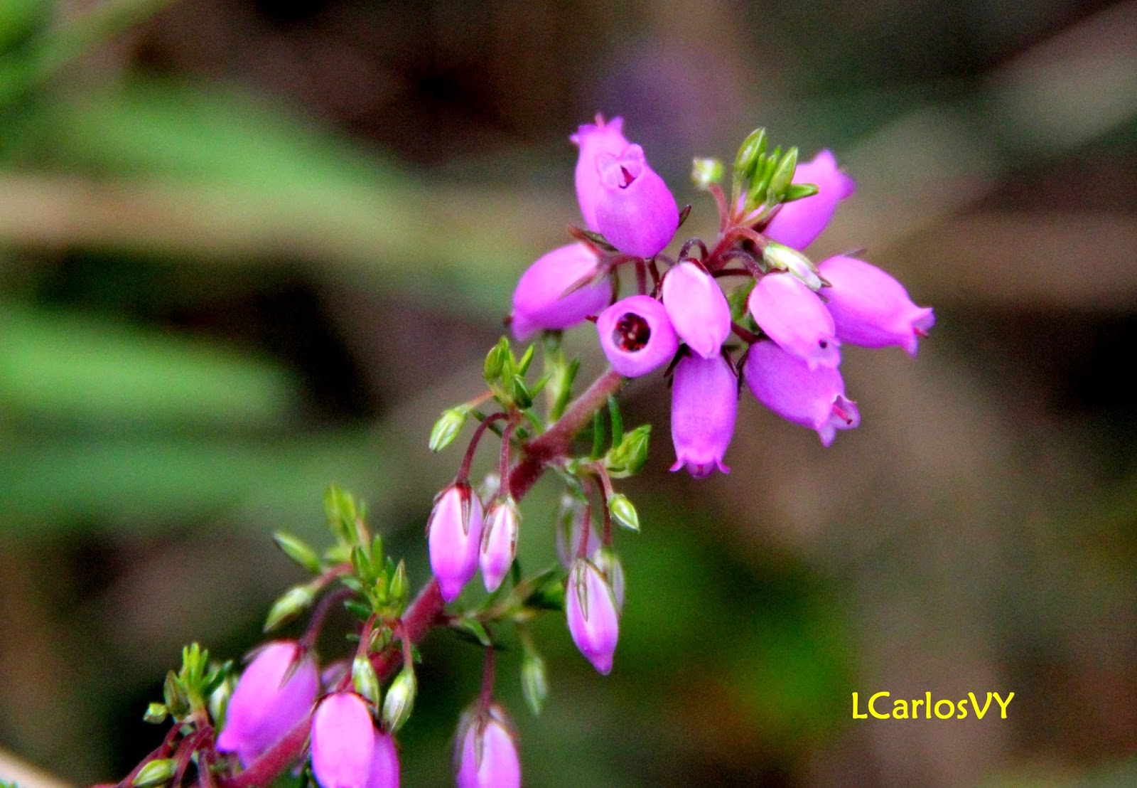 Plantas silvestres de Asturias: Brezo, argaña, carrasquina,..- Erica ...