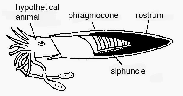 PALEO & GEO TOPICS: Comments by R. L. Squires: Early Cretaceous ...