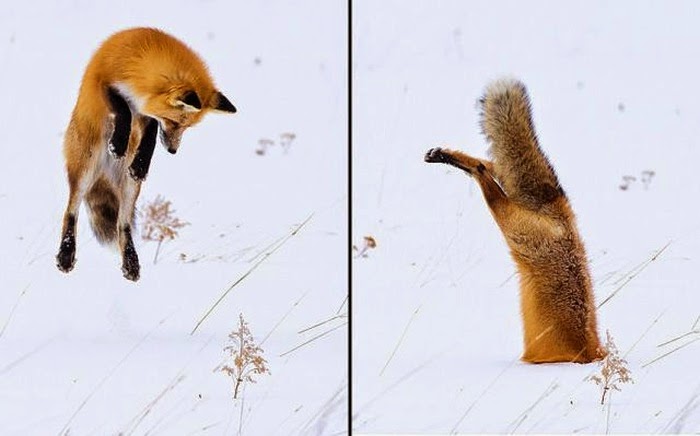 Funny animals of the week - 16 January 2015 (40 pics) | Amazing Creatures