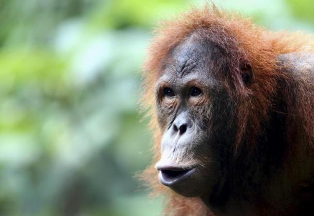 TOP 10: LOS ANIMALES MAS INTELIGENTES DEL PLANETA | Lo mejor de lo mejor