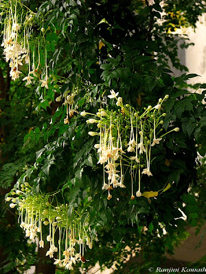 SS Moments: White Tree Flowers