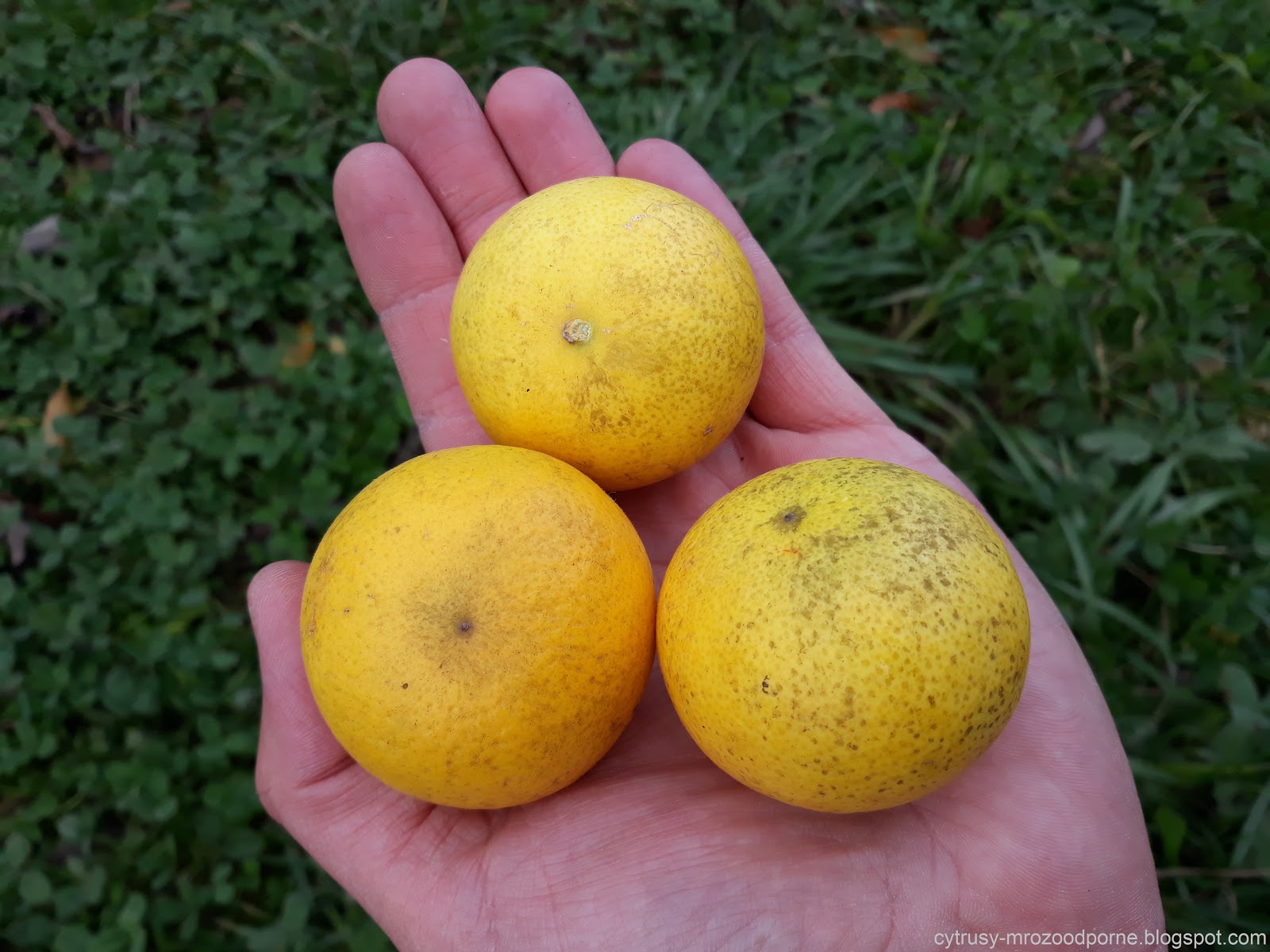 Cytrusy Mrozoodporne: Citrumelo 5 star