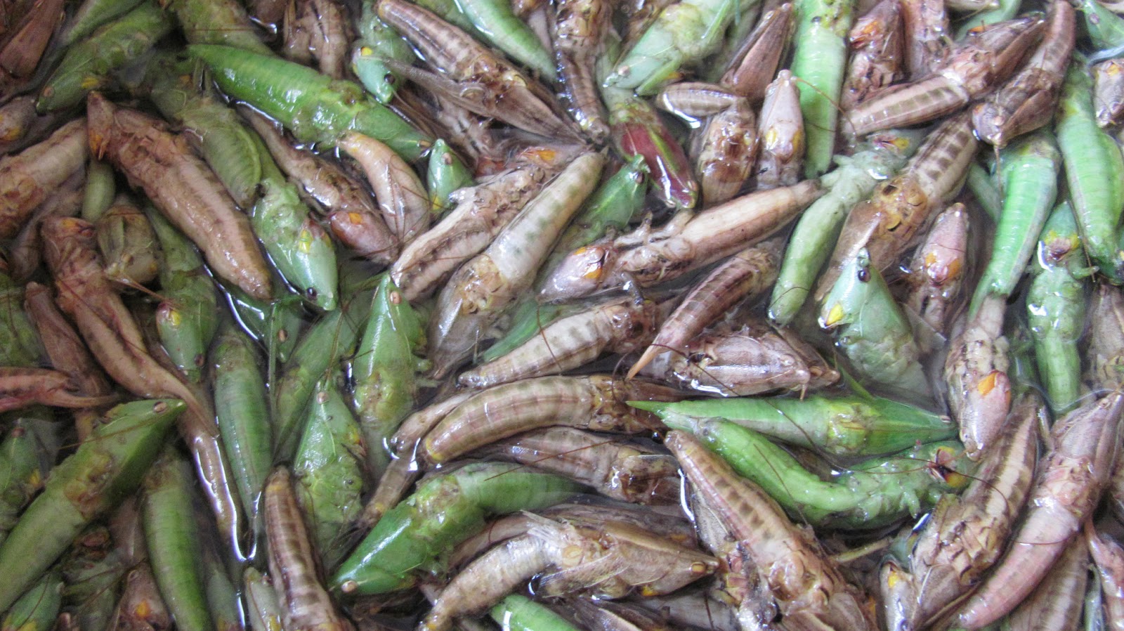 Uganda Goat Project 2013: How to cook grasshoppers in 8 easy steps