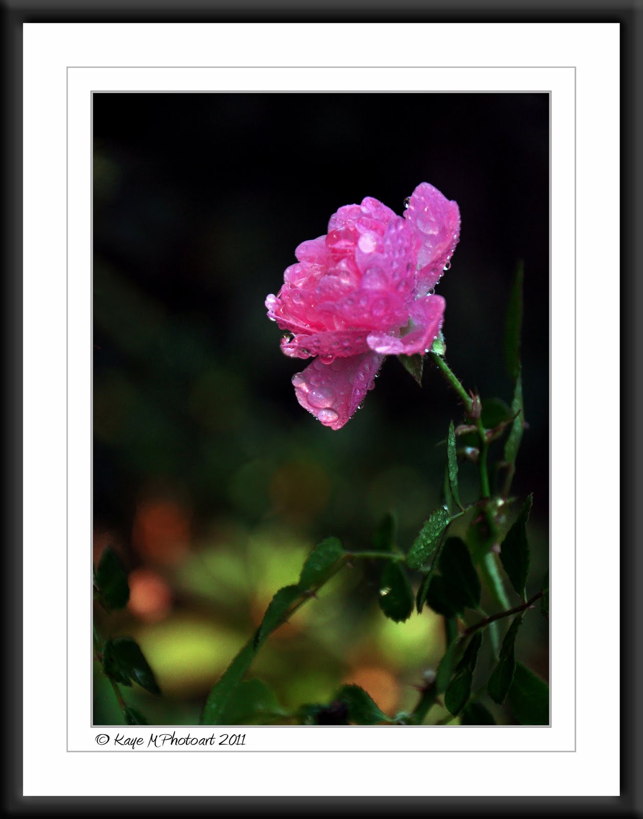 Rose Magic by "Kaye M"