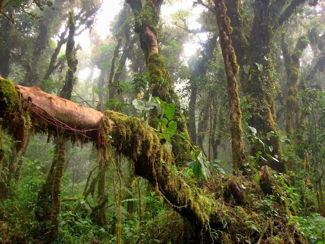 Patrimonio de la Humanidad: Parque Nacional Darién. Panamá 1981