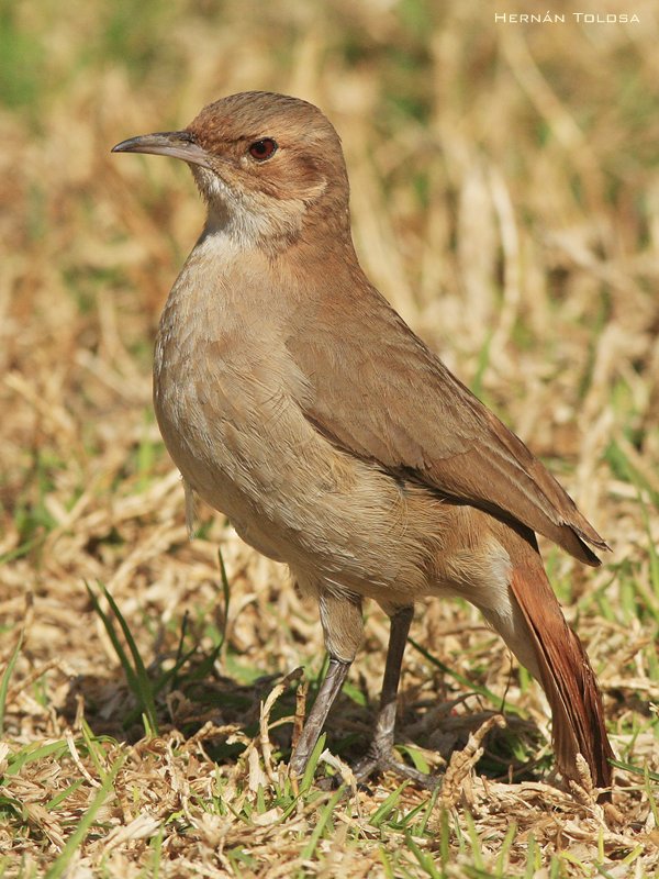 Aves Bonaerenses: Hornero (Furnarius rufus)