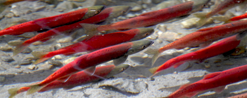 Jana Malinek Photography: Kokanee Salmon, Sockeye in Disguise