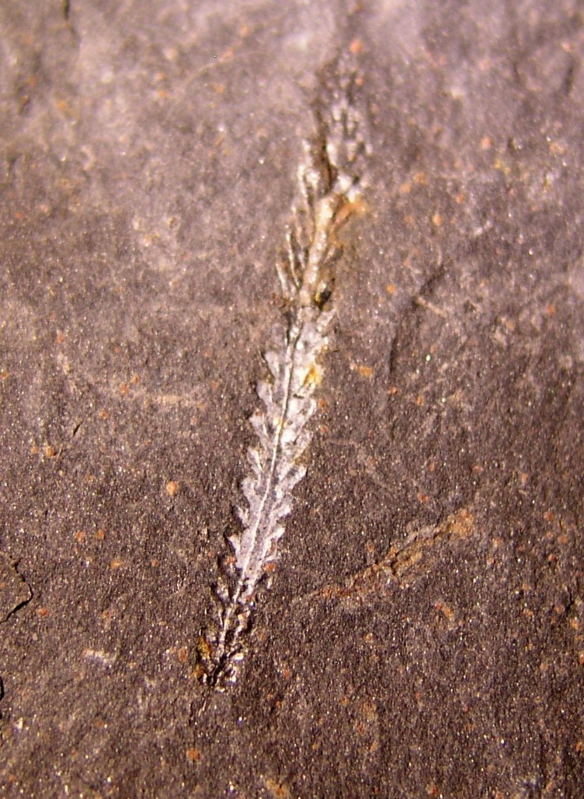 Início do Paleozoico | Dinos Tephix