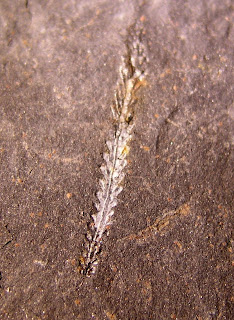 Início do Paleozoico | Dinos Tephix