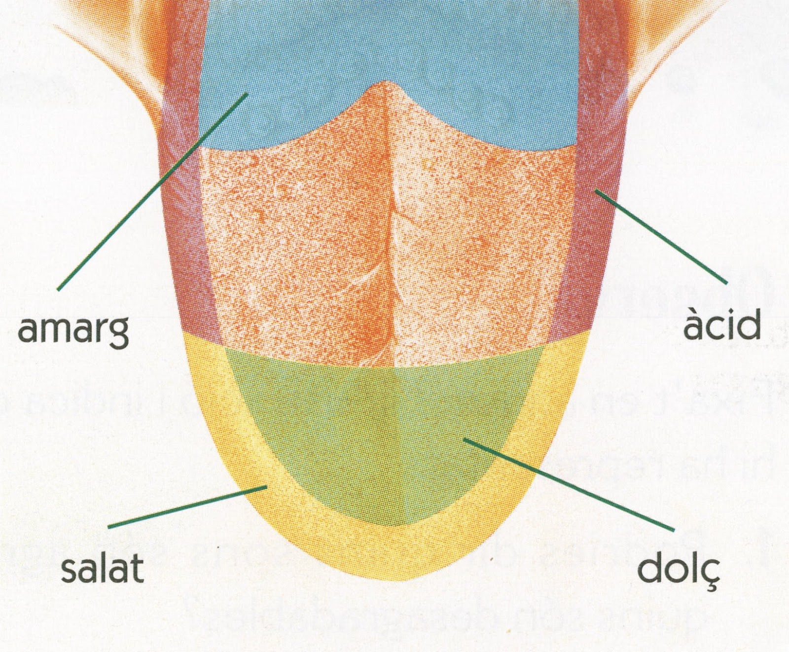 Els sentits - Mind Map