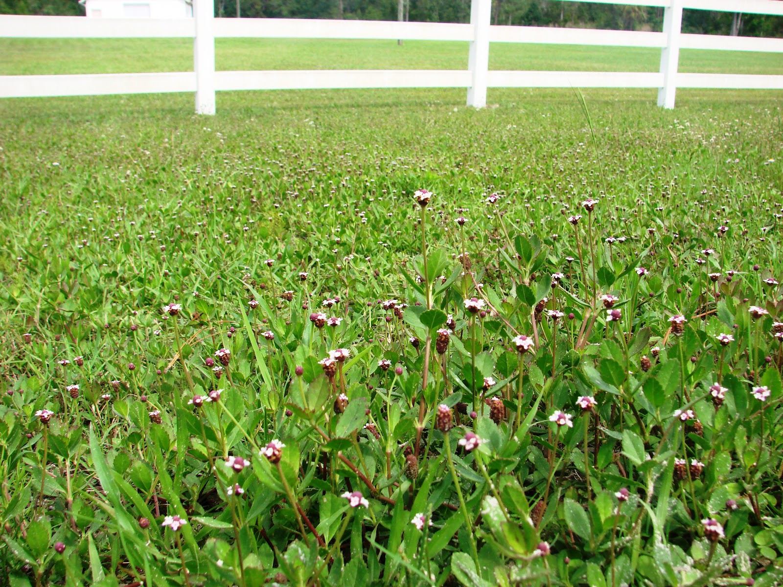 Earth Shattering Gardening: Pineland Scrub Blossoms In Summer