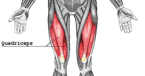 Camila Gancho - saúde muito além do movimento: Conhecendo nossos ...