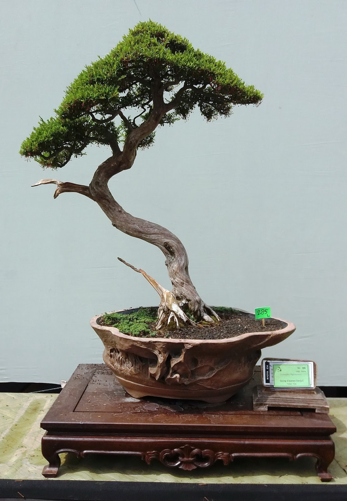 Bonsai Juara - BONSAI TANAMAN MUNGIL DAN INDAH