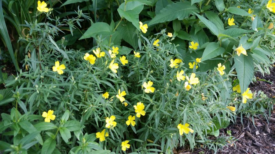 Future Plants by Randy Stewart: Sundrops and Evening Primrose