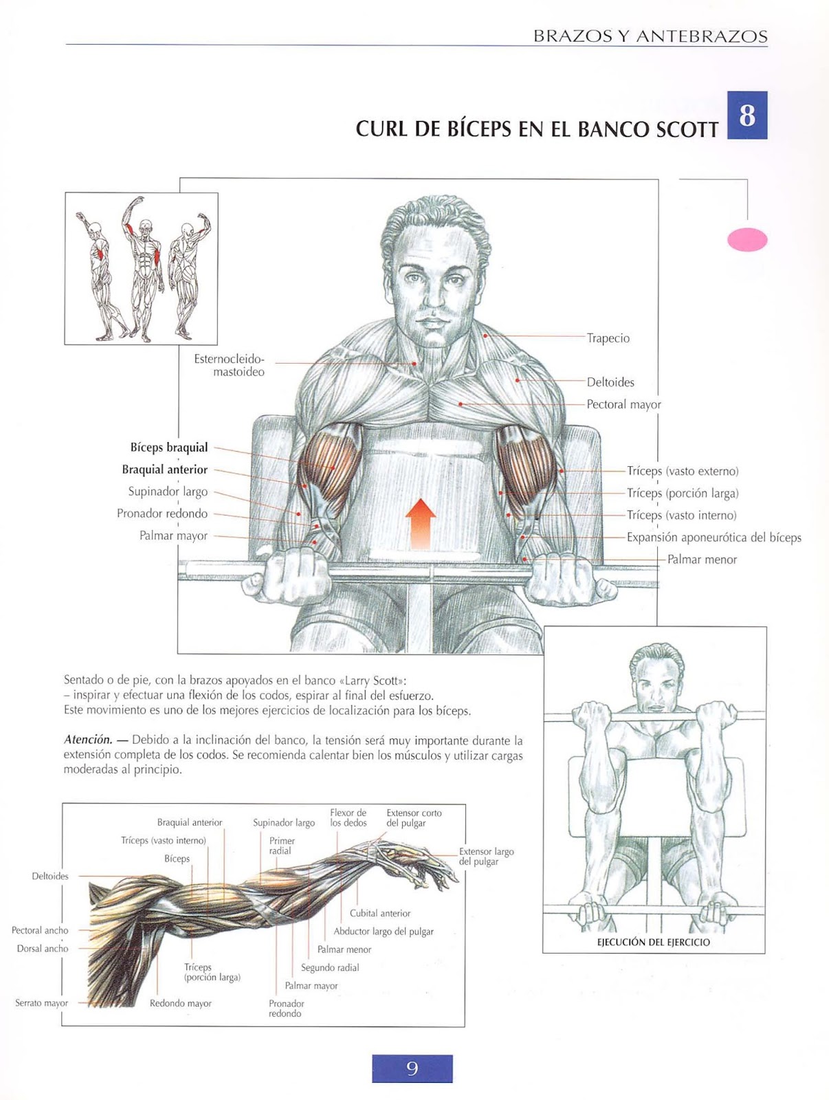 Ejercítate 365: CURL DE BÍCEPS EN EL BANCO SCOTT HOMBRE