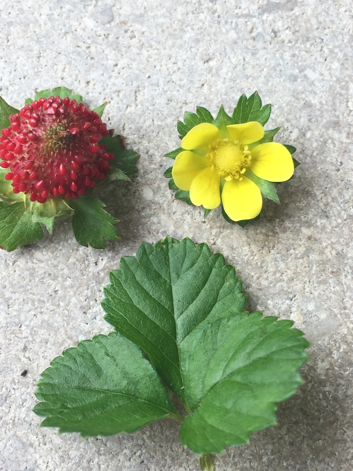 The Phytophactor: Weed of the week - Indian (mock) strawberry